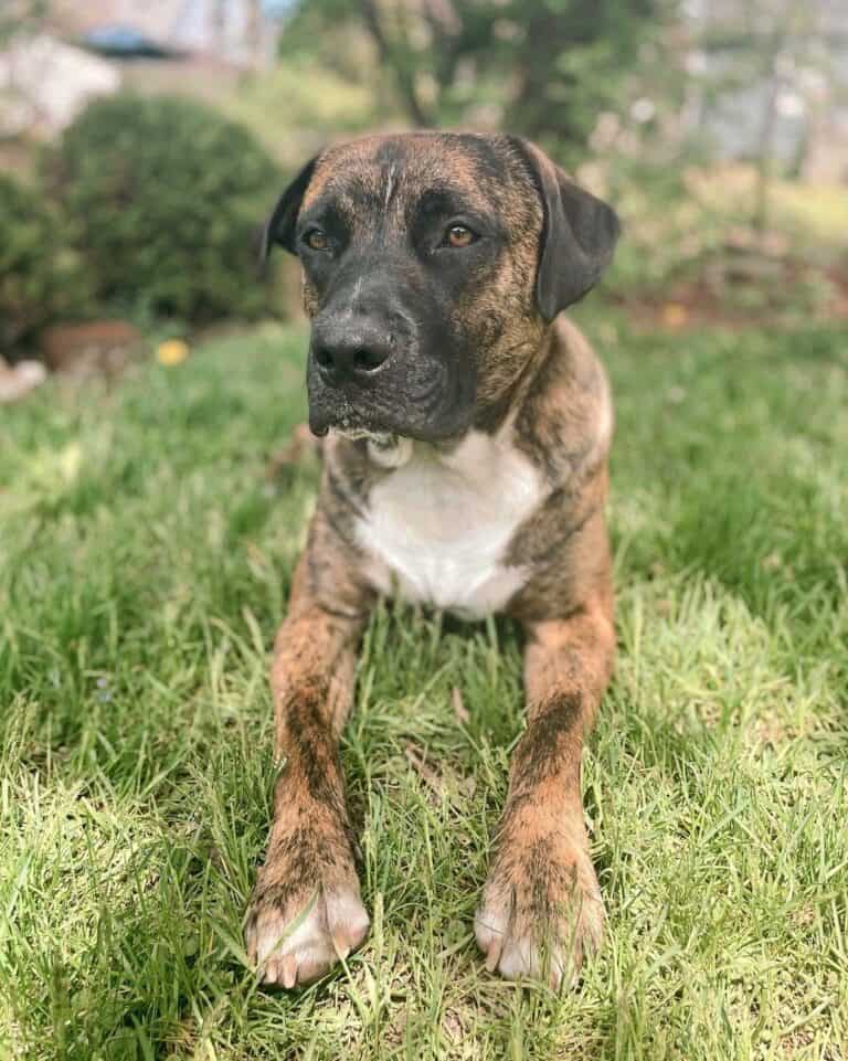 Boxmas (Boxer & Mastiff Mix) Info, Pictures, Facts, FAQs & More