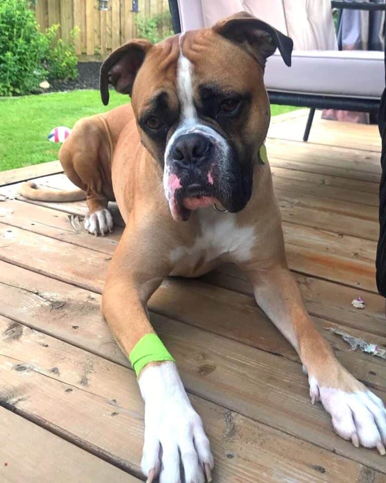 Boxmas (Boxer & Mastiff Mix) Info, Pictures, Facts, FAQs & More