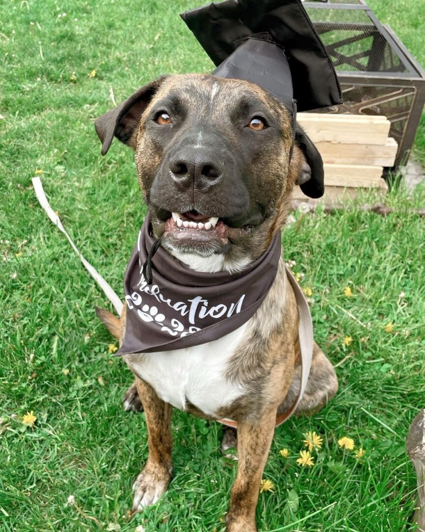 Boxmas (Boxer & Mastiff Mix) Info, Pictures, Facts, FAQs & More