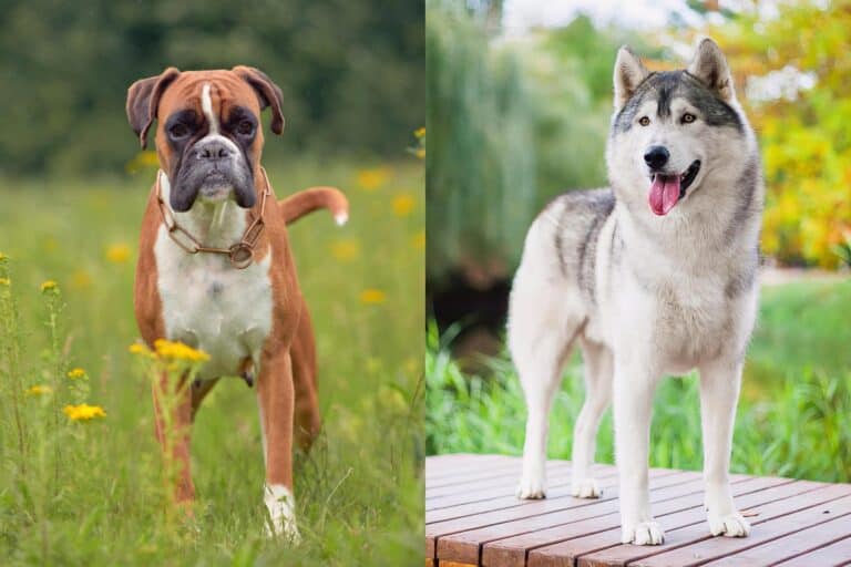 Boxsky (Boxer & Husky Mix) Info, Pictures, Facts, FAQs & More