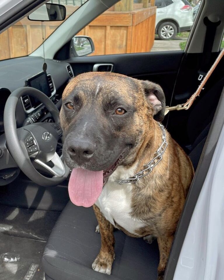 Boxmas (Boxer & Mastiff Mix) Info, Pictures, Facts, FAQs & More