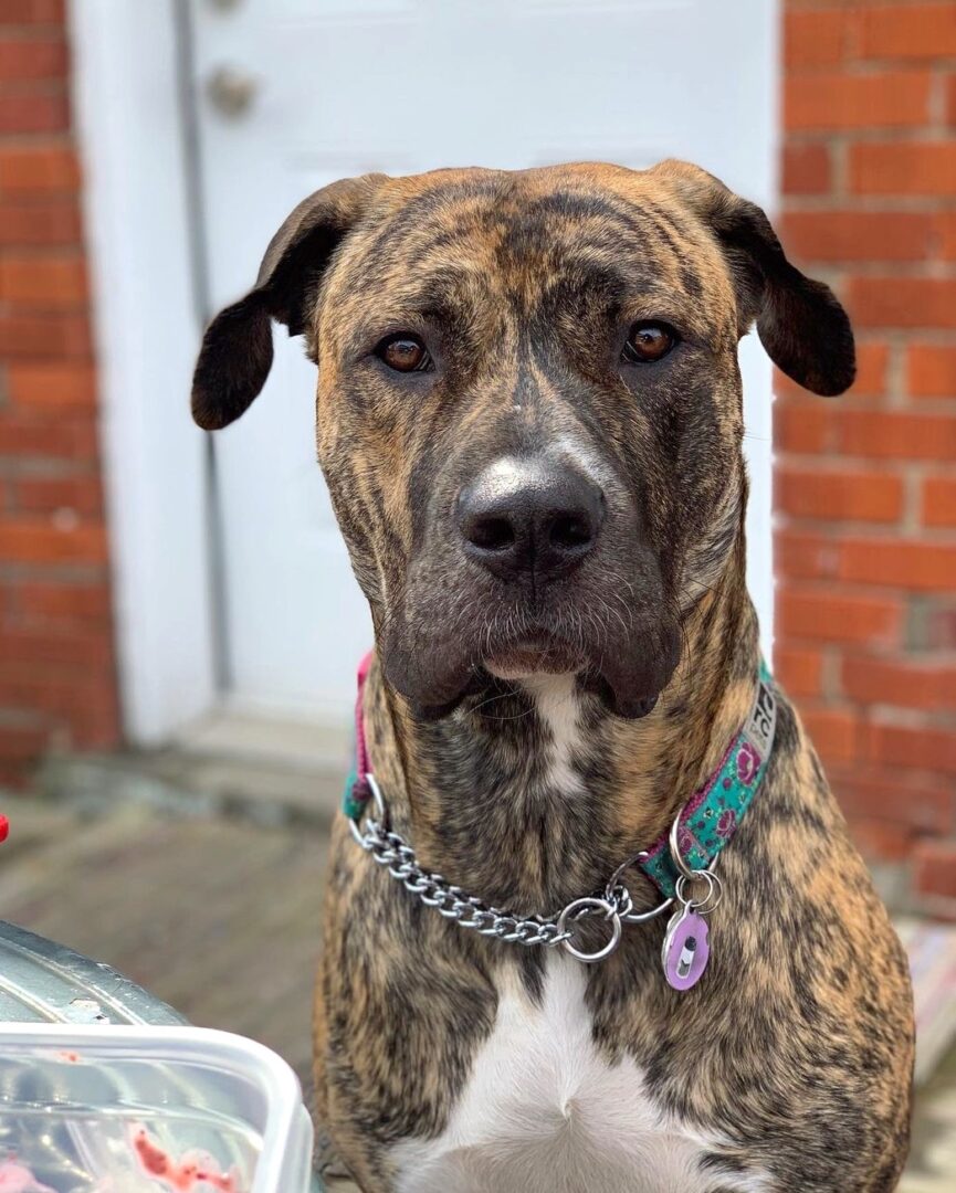 Cane Corso Bullmastiff Mix: Info, Pictures, Facts, FAQs & More