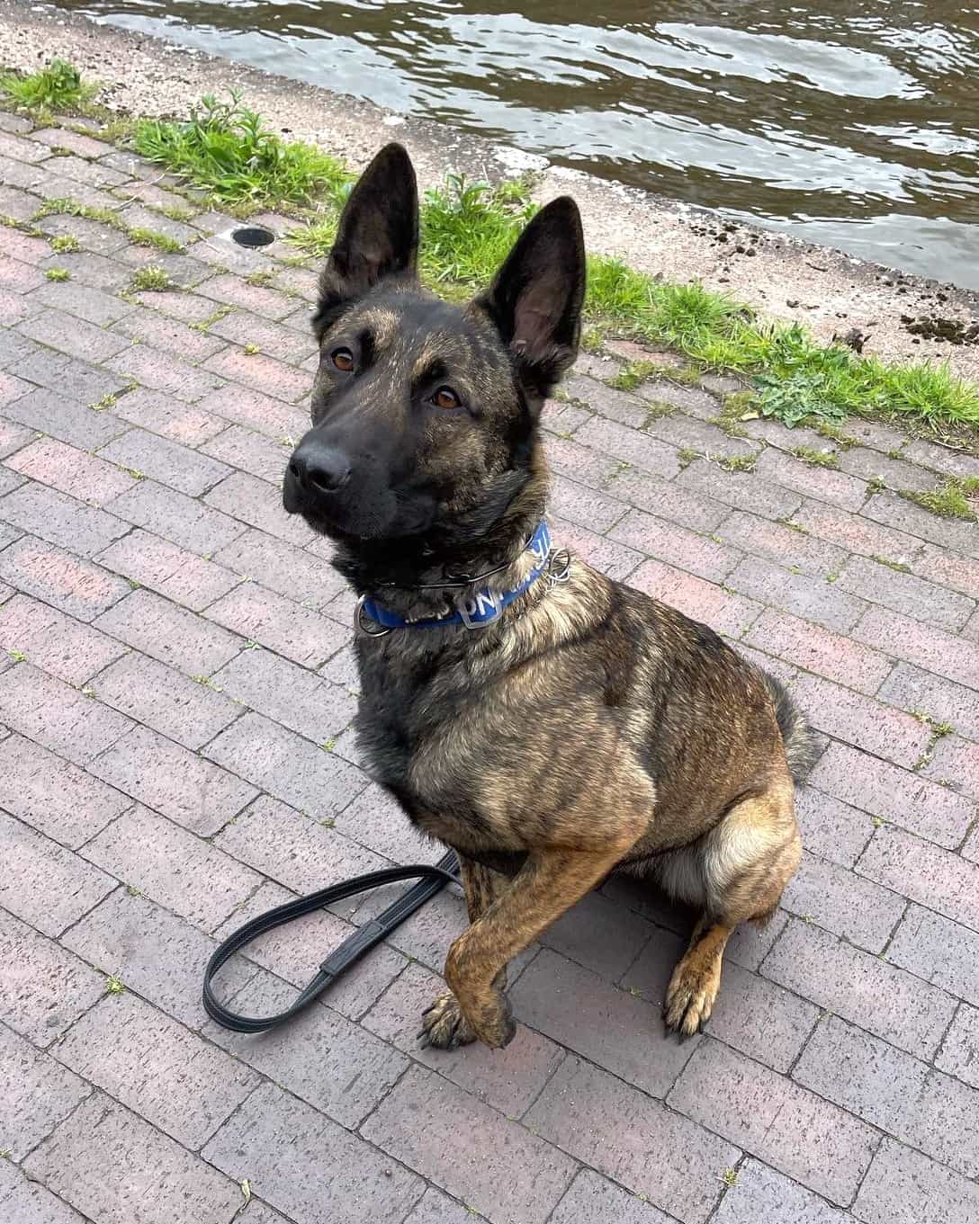 Mali Dutchie (Dutch Shepherd & Belgian Malinois Mix) Info, Pictures ...