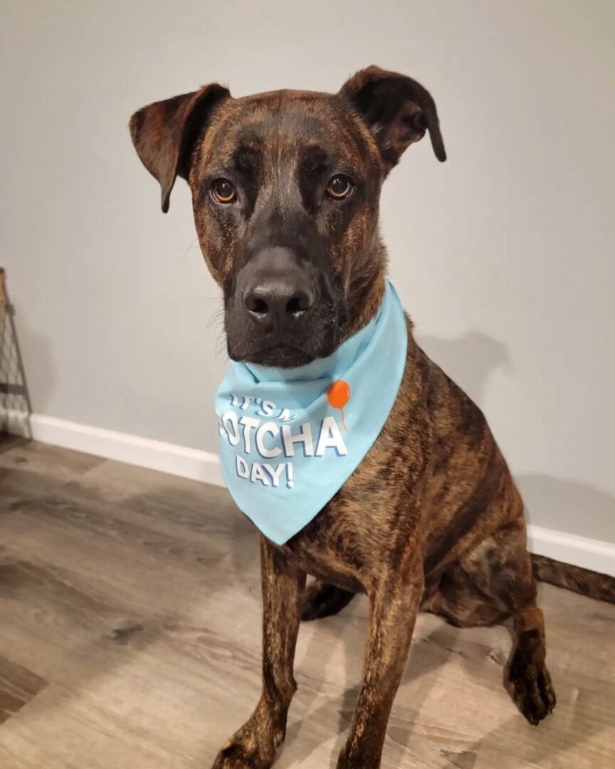 Mastiff Shepherd (German Shepherd & Mastiff Mix) Info, Pictures, Facts ...