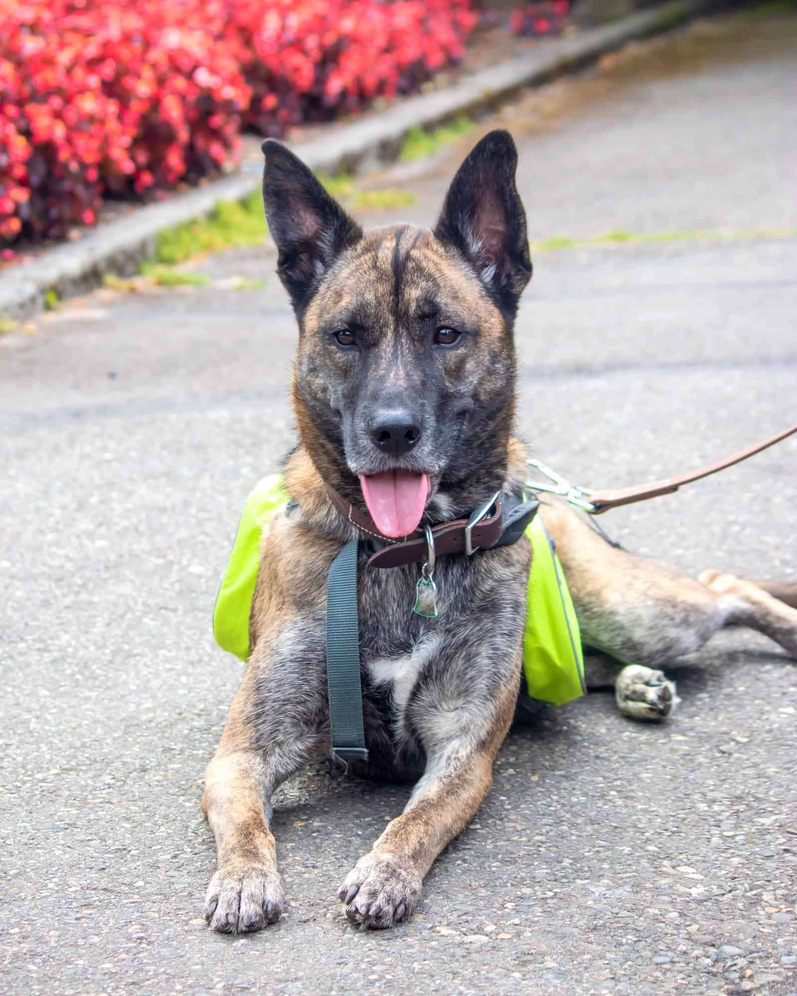 Boxsky (Boxer & Husky Mix) Info, Pictures, Facts, FAQs & More