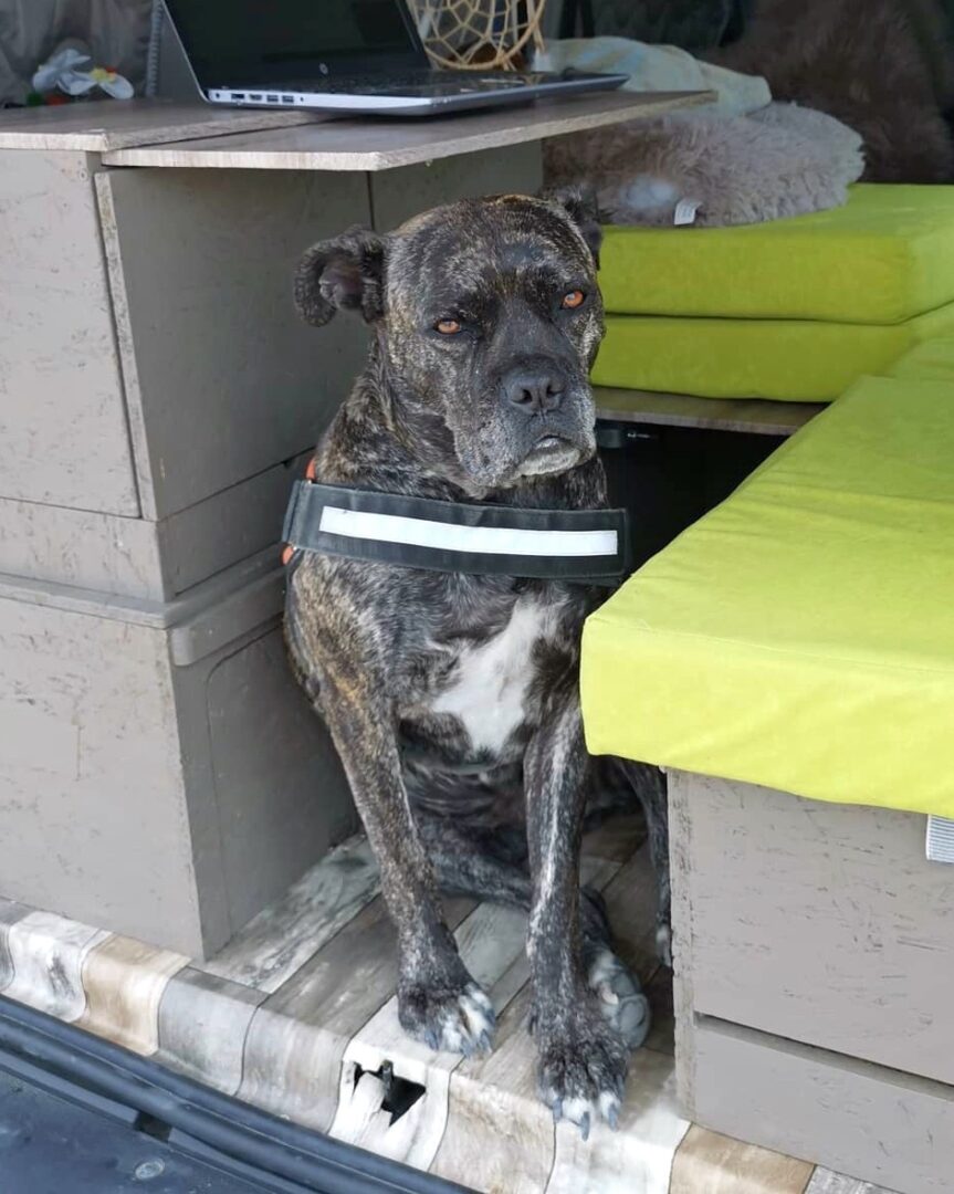 Cane Corxer (Cane Corso & Boxer Mix) Info, Pictures, Facts, FAQs & More