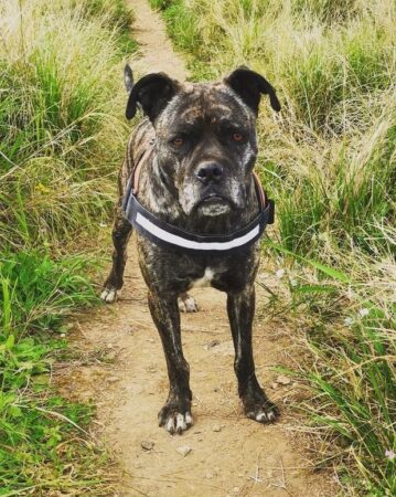 Cane Corxer (Cane Corso & Boxer Mix) Info, Pictures, Facts, FAQs & More