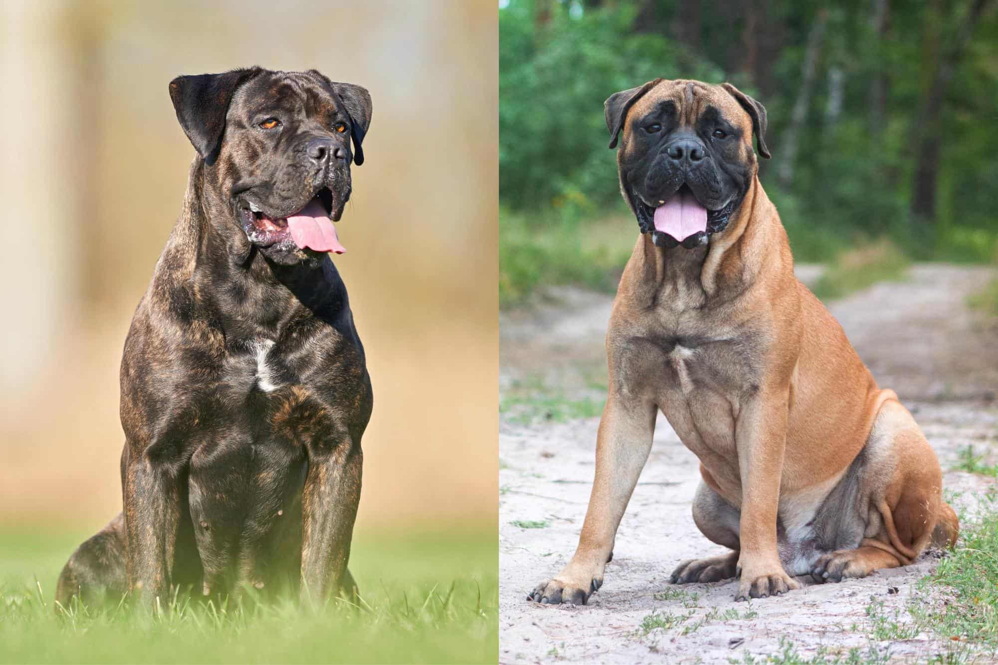 Italian Bull Mastiff Cane Corso