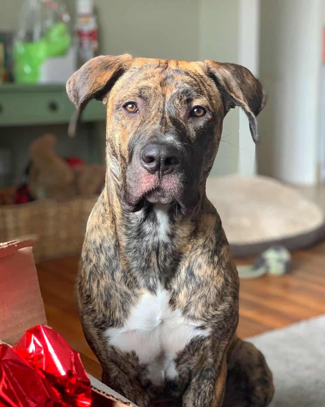 Cane Corso Bullmastiff Mix: Info, Pictures, Facts, FAQs & More