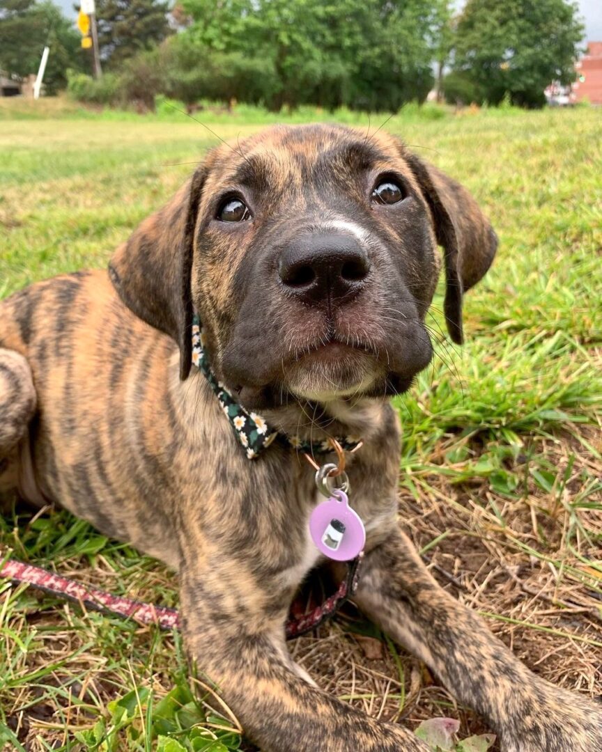 Cane Corso Bullmastiff Mix: Info, Pictures, Facts, FAQs & More
