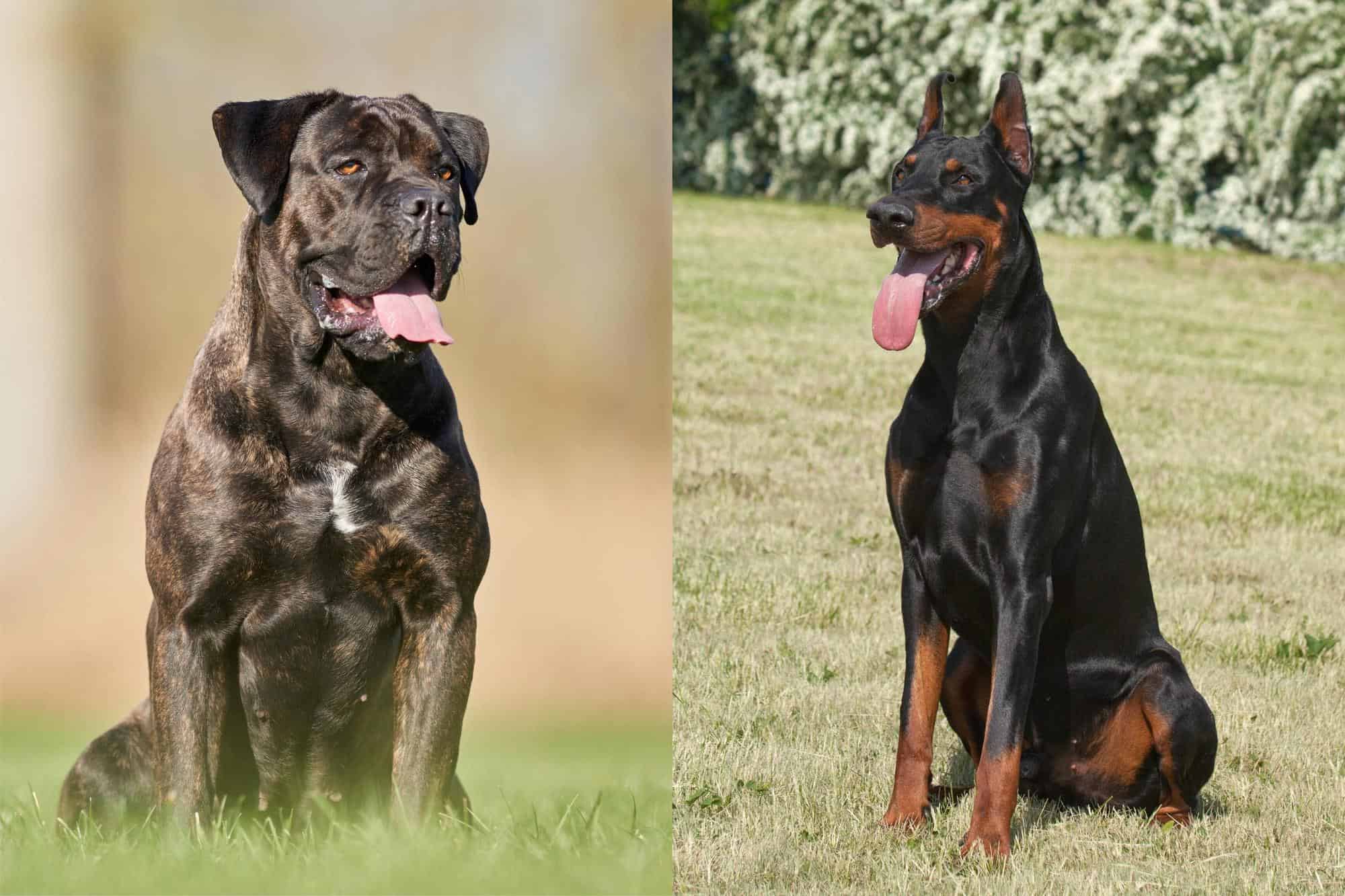 Cane Corso Doberman Mix: Info, Pictures, Facts, FAQs & More
