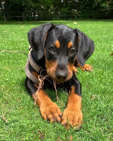 Cane Corso Doberman Mix: Info, Pictures, Facts, FAQs & More