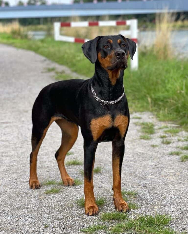 Cane Corso Doberman Mix: Info, Pictures, Facts, FAQs & More