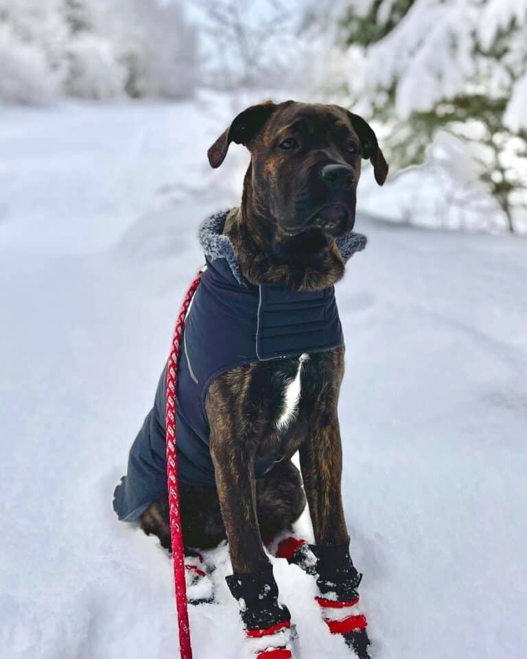 Rotticorso (Cane Corso & Rottweiler Mix) Info, Pictures, Facts, FAQs & More