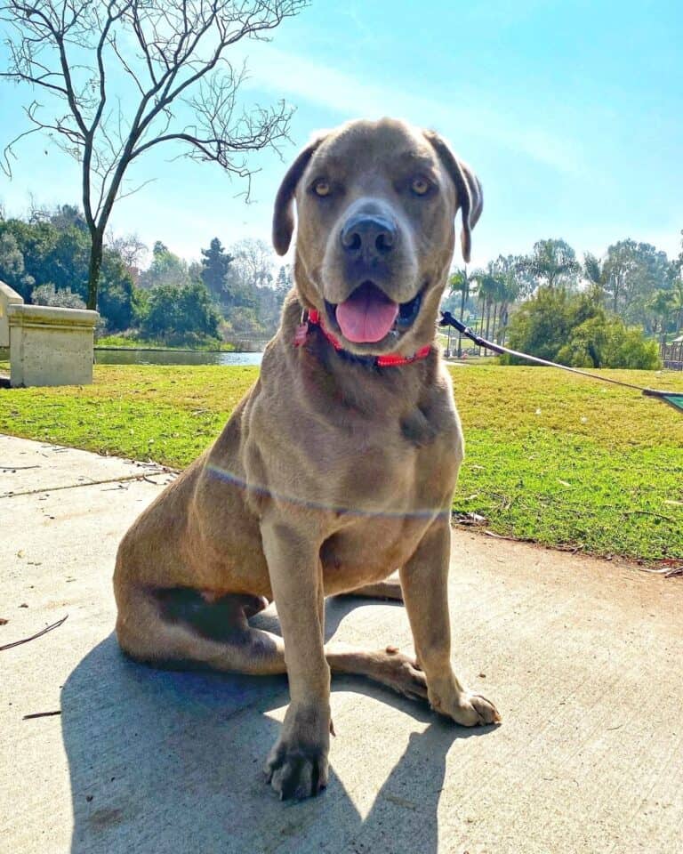 Rotticorso (Cane Corso & Rottweiler Mix) Info, Pictures, Facts, FAQs & More