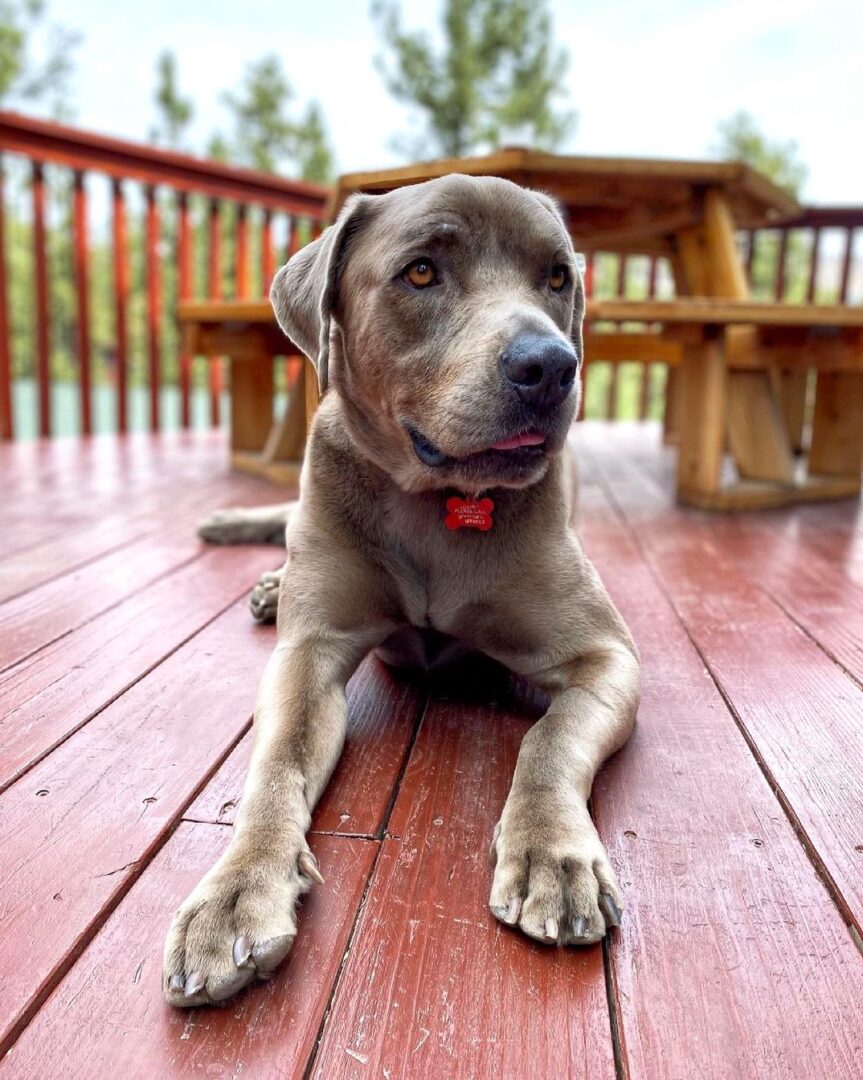 Rotticorso (Cane Corso & Rottweiler Mix) Info, Pictures, Facts, FAQs & More