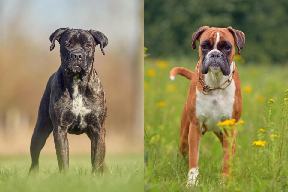 Cane Corxer (Cane Corso & Boxer Mix) Info, Pictures, Facts, FAQs & More