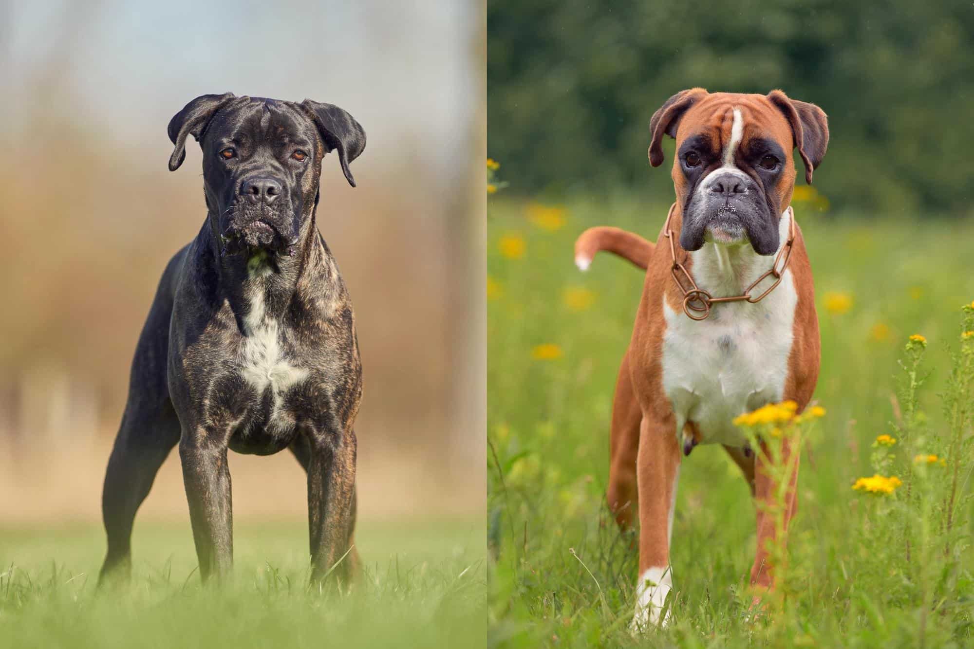 Cane Corxer (Cane Corso & Boxer Mix) Info, Pictures, Facts, FAQs & More