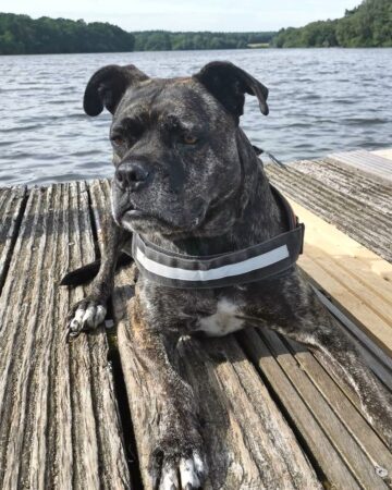 Cane Corxer (Cane Corso & Boxer Mix) Info, Pictures, Facts, FAQs & More