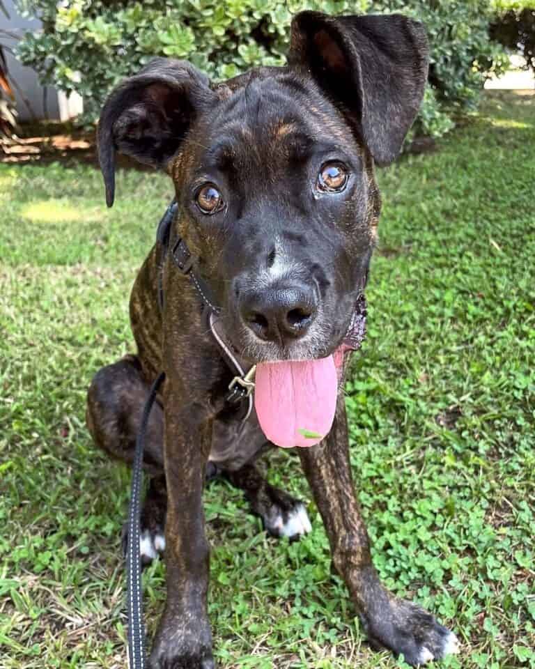 Cane Corxer (Cane Corso & Boxer Mix) Info, Pictures, Facts, FAQs & More