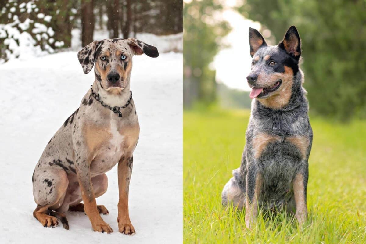 Catahoula Heeler Catahoula Blue Heeler Mix Info Pictures Facts