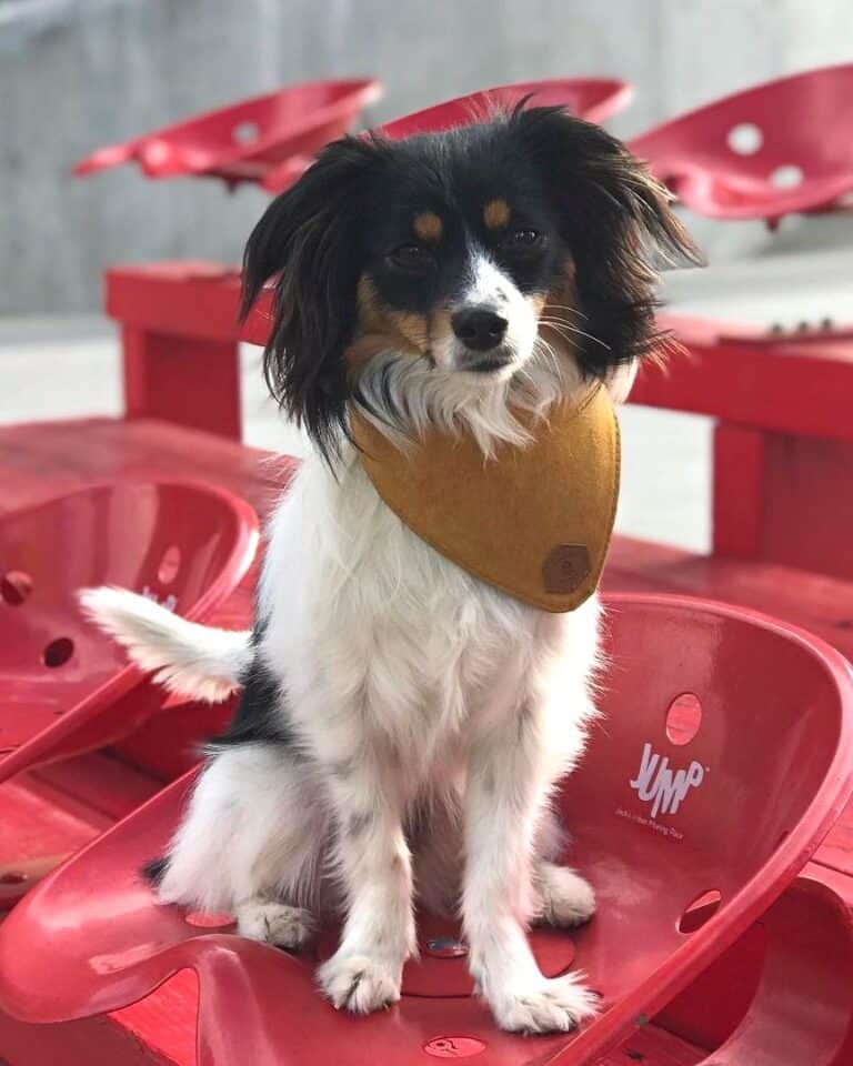 Aussie Chi (Australian Shepherd & Chihuahua Mix) Info, Pictures, FAQs ...