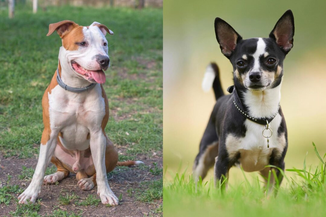 Chipit (Pitbull & Chihuahua Mix) Info, Pictures, Facts, FAQs & More