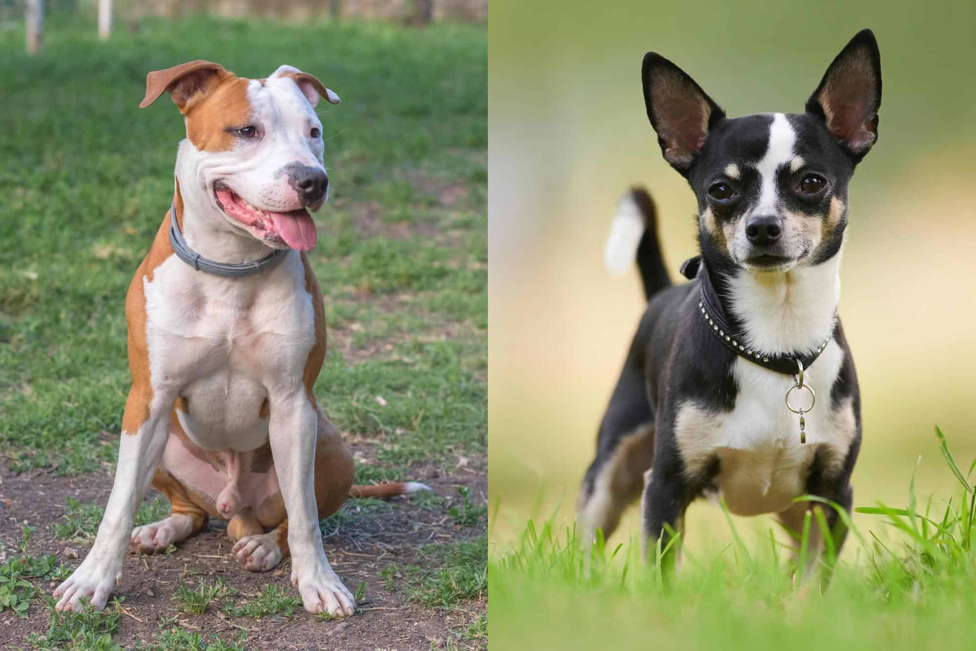 Full Grown Chihuahua Pitbull Mix