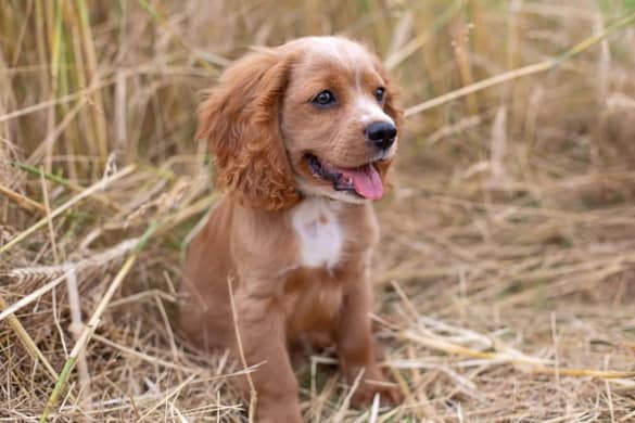 How Much Does a Cocker Spaniel Cost? (2026 Price Guide)
