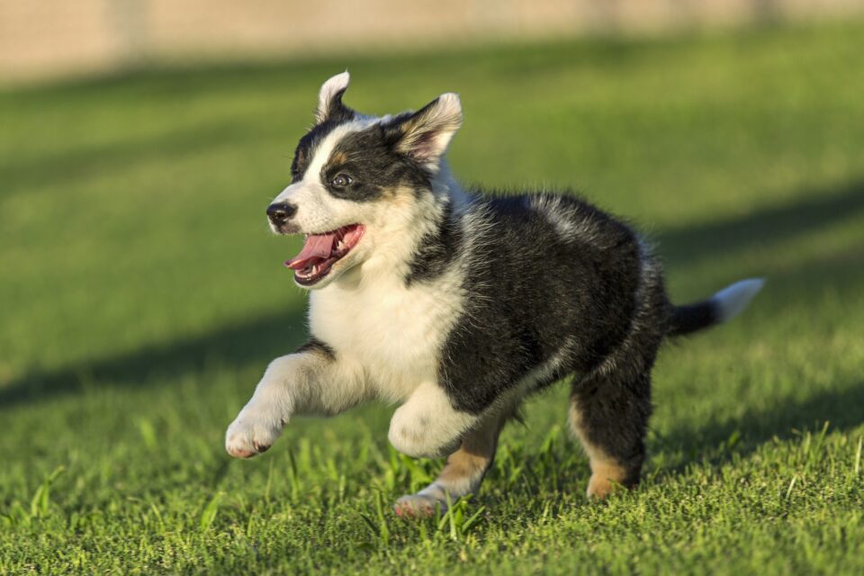 Australian Shepherd Blue Heeler Mix: Info, Pictures, Facts, FAQs & More