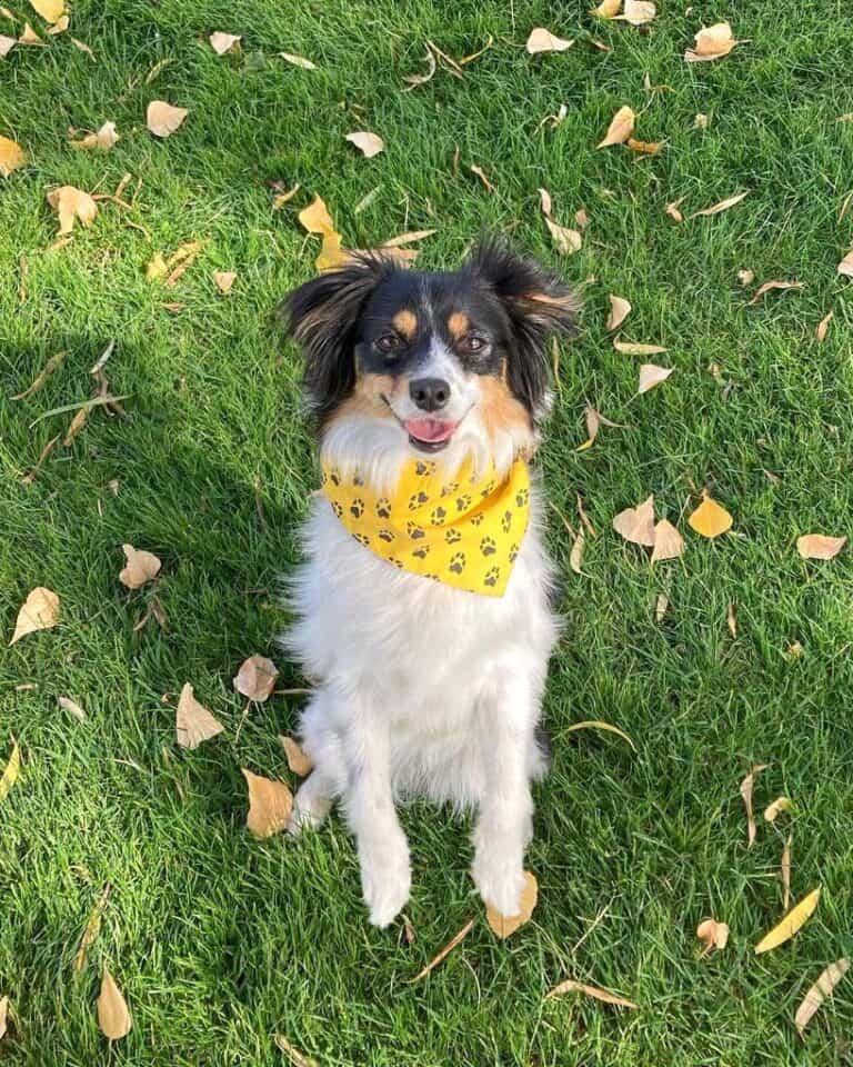 Aussie Chi (Australian Shepherd & Chihuahua Mix) Info, Pictures, FAQs ...