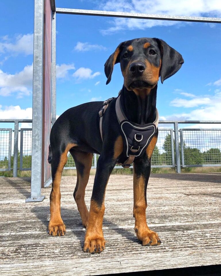 Cane Corso Doberman Mix: Info, Pictures, Facts, FAQs & More