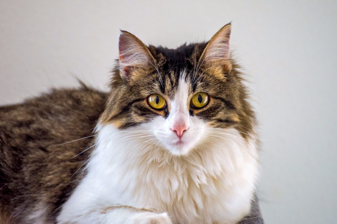 Maine Coon Ragdoll Mix: Info, Pictures, Facts, FAQs & More