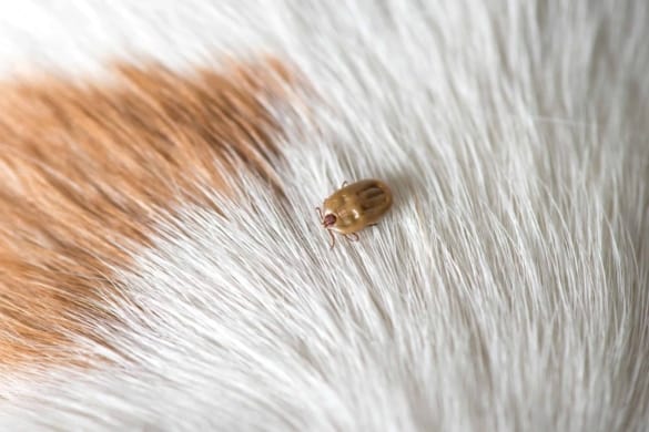 Dried Dead Tick on Dog: How to Remove It & What to Do (With FAQs)