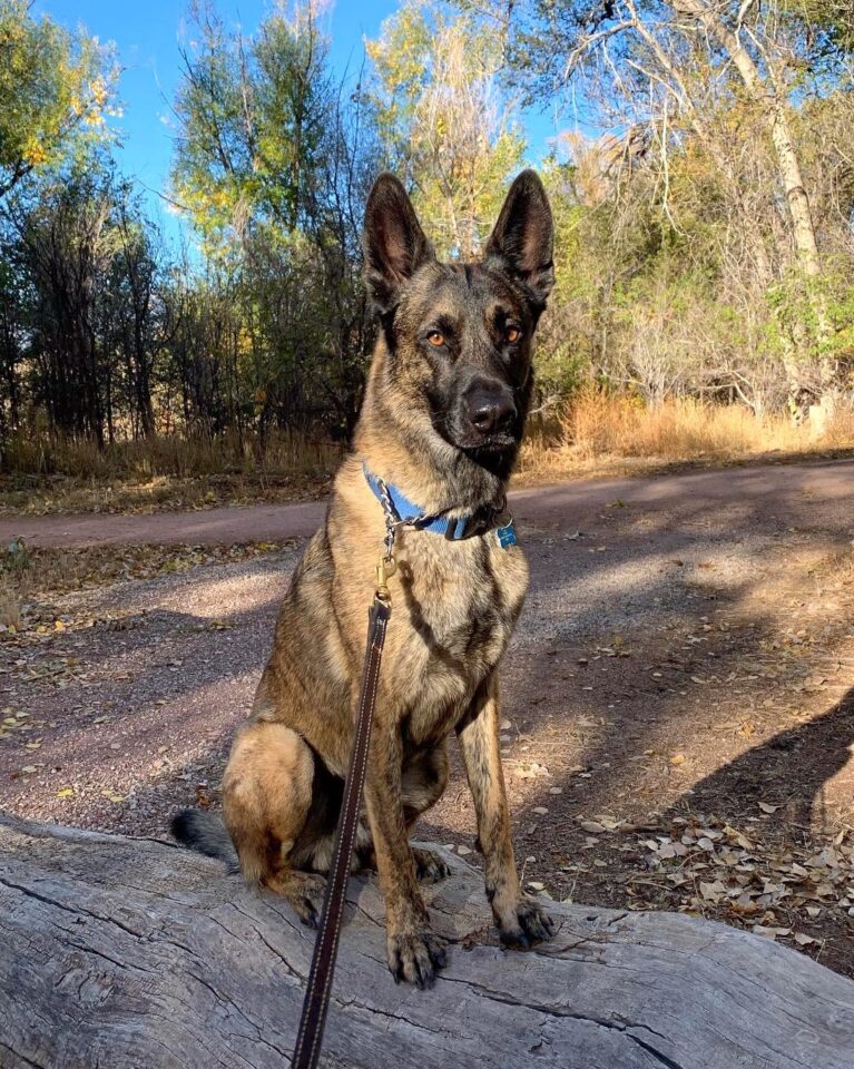 Mali Dutchie (Dutch Shepherd & Belgian Malinois Mix) Info, Pictures ...