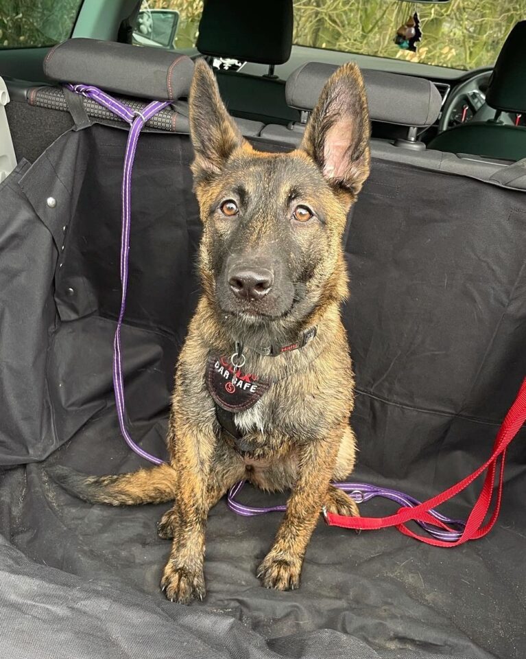 Mali Dutchie (Dutch Shepherd & Belgian Malinois Mix) Info, Pictures ...