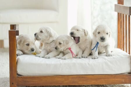 How Much Does a Labrador Retriever Cost? (2024 Price Guide)