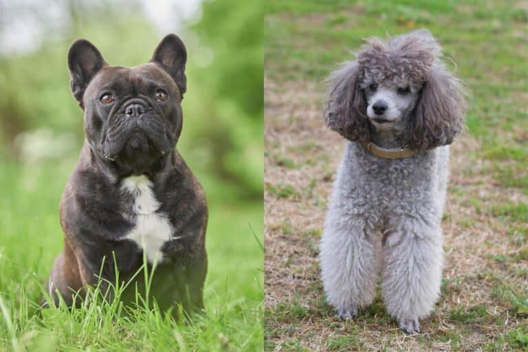 French Boodle (French Bulldog & Poodle Mix) Info, Pictures, Facts, FAQs ...