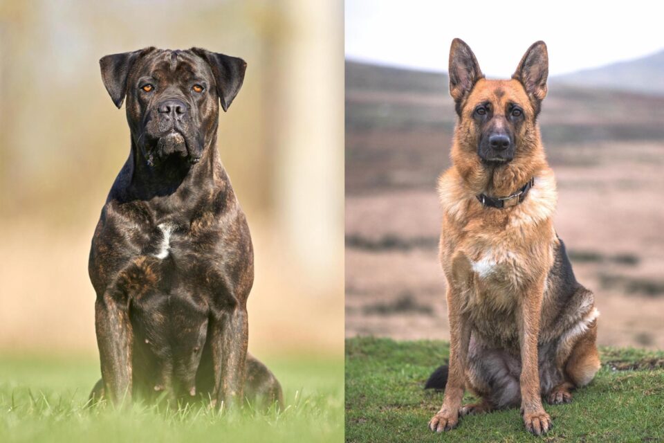 German Corso (Cane Corso & German Shepherd Mix) Info, Pictures, FAQs & More
