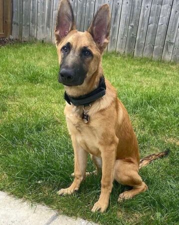 Malinois X (Belgian Malinois & German Shepherd Mix) Info, Pictures ...