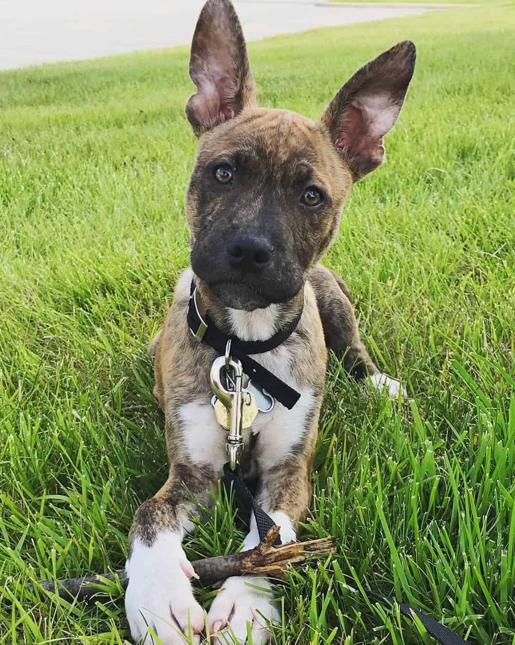 German Pit (German Shepherd & Pitbull Mix) Info, Pictures, Facts, FAQs ...