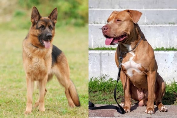 German Pit (German Shepherd & Pitbull Mix) Info, Pictures, Facts, FAQs ...