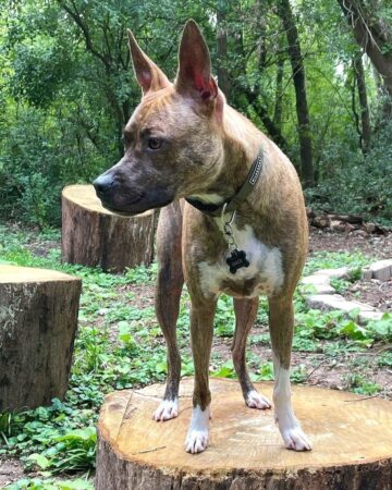 German Pit (German Shepherd & Pitbull Mix) Info, Pictures, Facts, FAQs ...