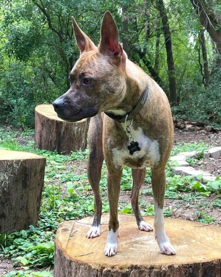 German Pit (German Shepherd & Pitbull Mix) Info, Pictures, Facts, FAQs ...