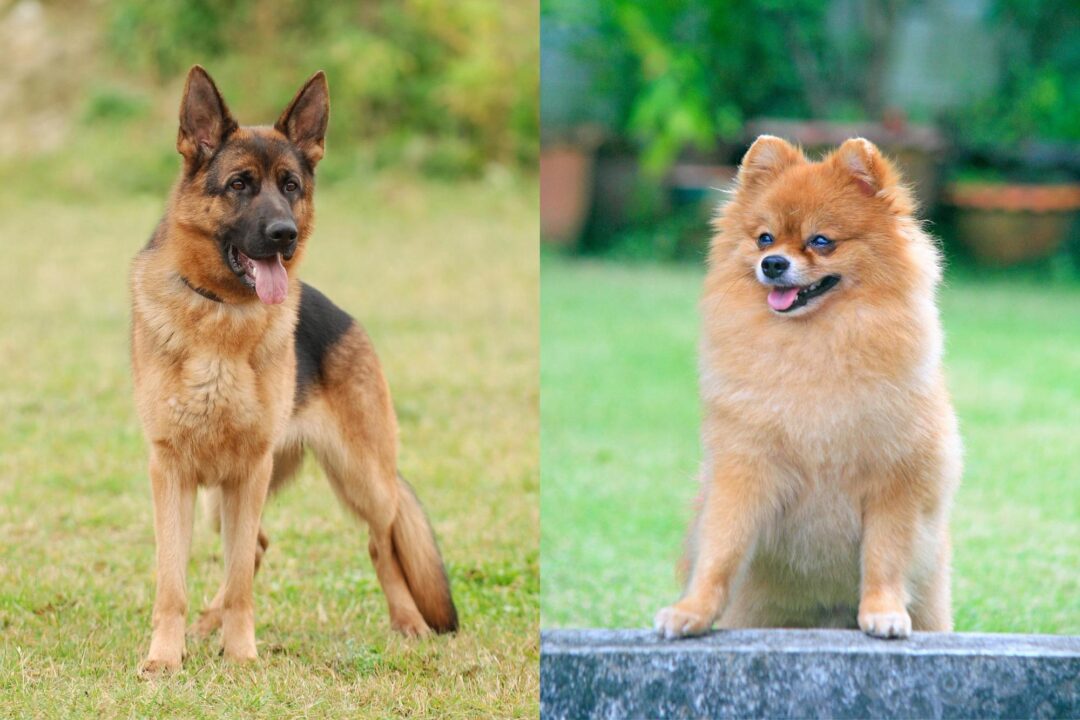 German Pomeranian (German Shepherd & Pomeranian Mix) Info, Pictures ...