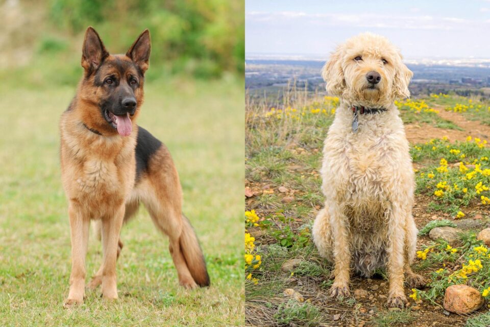 German Shepherd Goldendoodle Mix: Info, Pictures, Facts, FAQs & More