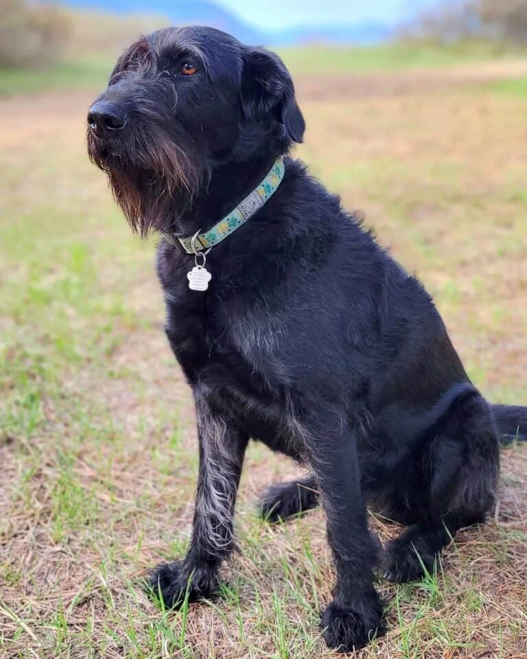 German Shepherd Goldendoodle Mix: Info, Pictures, Facts, FAQs & More