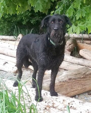 German Shepherd Goldendoodle Mix: Info, Pictures, Facts, FAQs & More