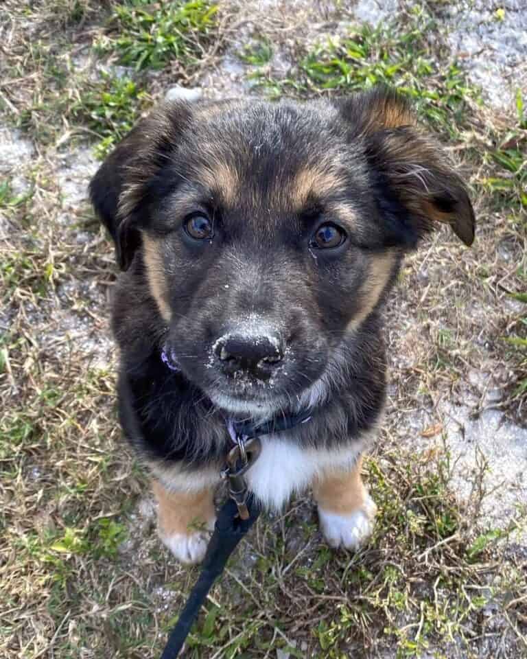 German Sheprador (German Shepherd & Labrador Mix) Info, Pictures, FAQs ...