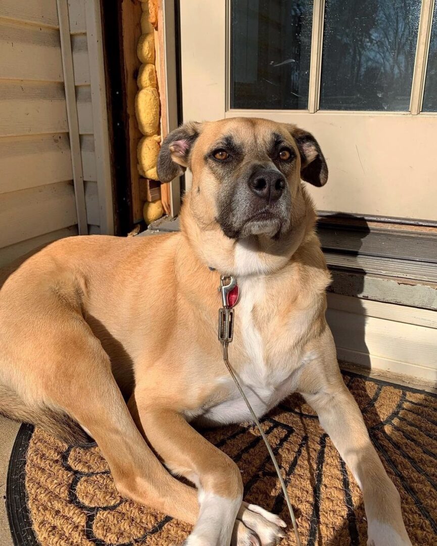 Mastiff Shepherd (German Shepherd & Mastiff Mix) Info, Pictures, Facts ...